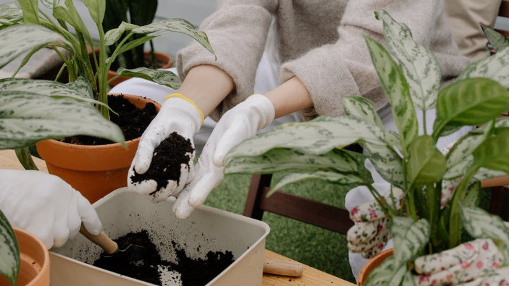 How to Repot A Plant | Step-by-Step Repotting Guide – PEACHI PLANTS