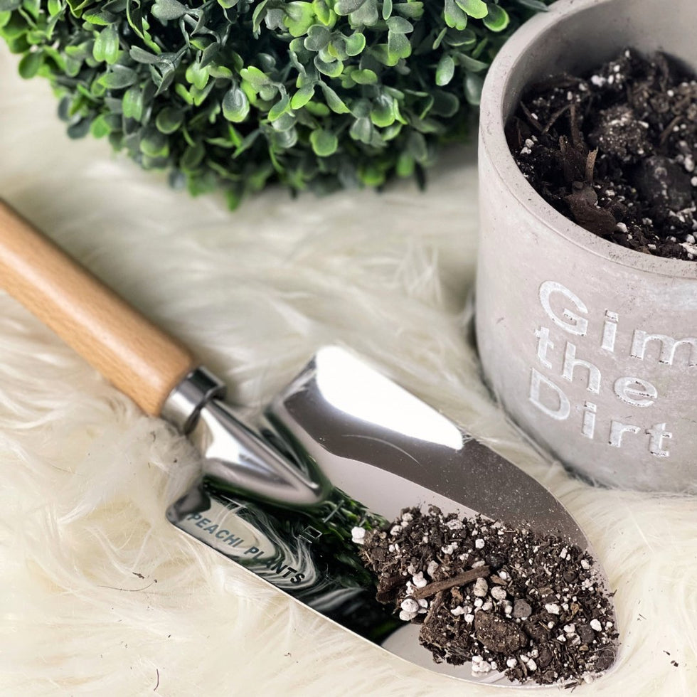 What is "bright indirect light?" – PEACHI PLANTS